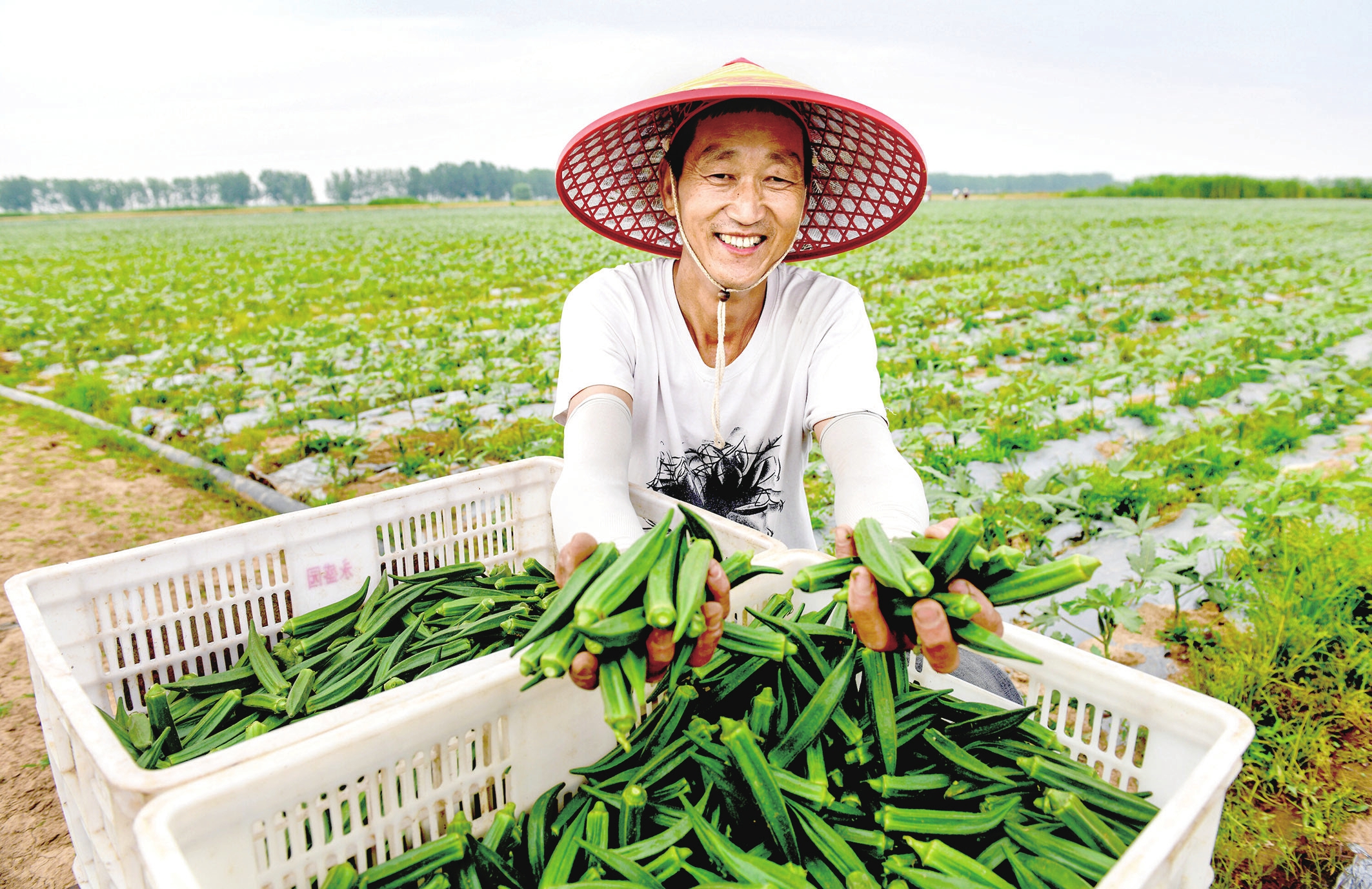 特色种植助农增收 中安新闻 中安新闻客户端 中安在线