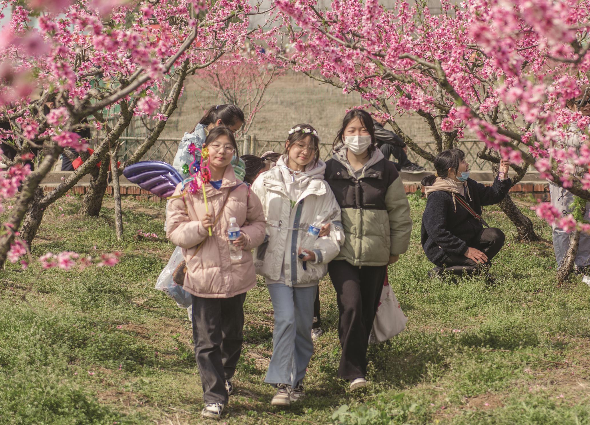 滁州:三月春意盛 桃花遍地开 中安新闻 中安新闻客户端 中安在线