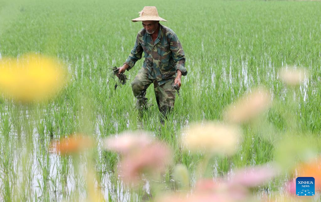Farmers work in fields across China_中安新闻_中安新闻客户端_中安在线