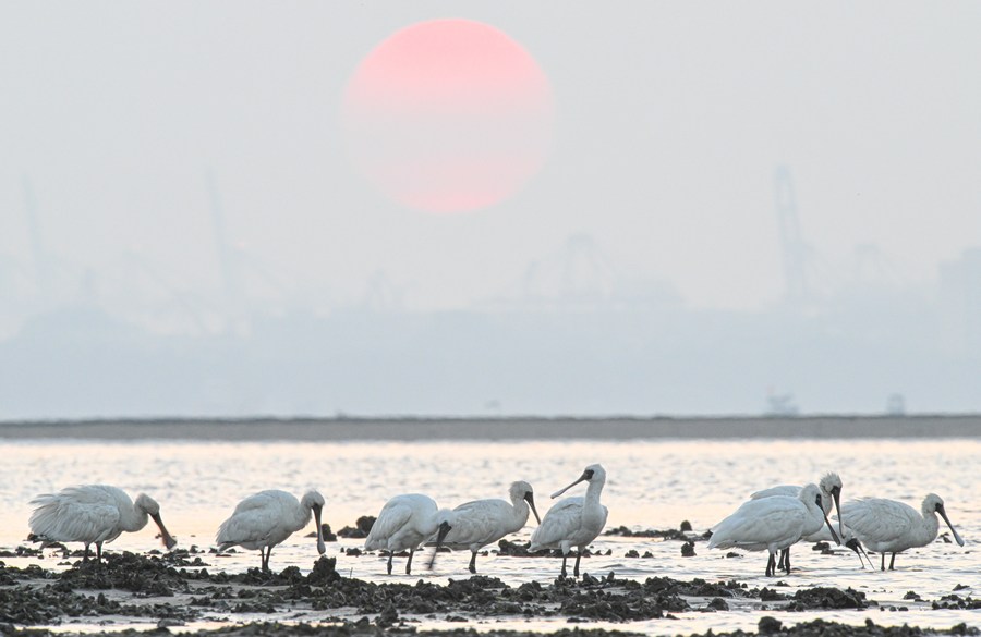 Update: China adds sites to Wetlands of International Importance list_中 ...