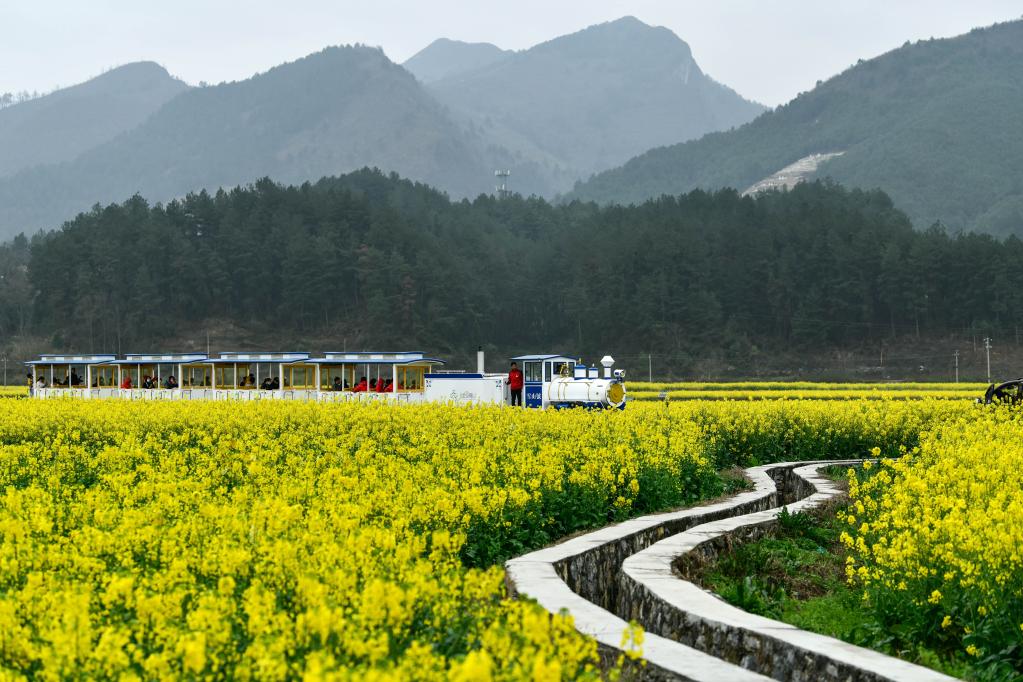 Cole flowers in full blossom in SW China's Guizhou_中安新闻_中安新闻客户端_中安在线