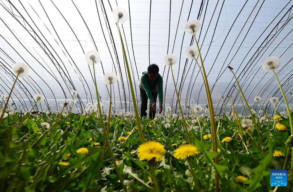 Villagers busy at farming on spring equinox_中安新闻_中安新闻客户端_中安在线