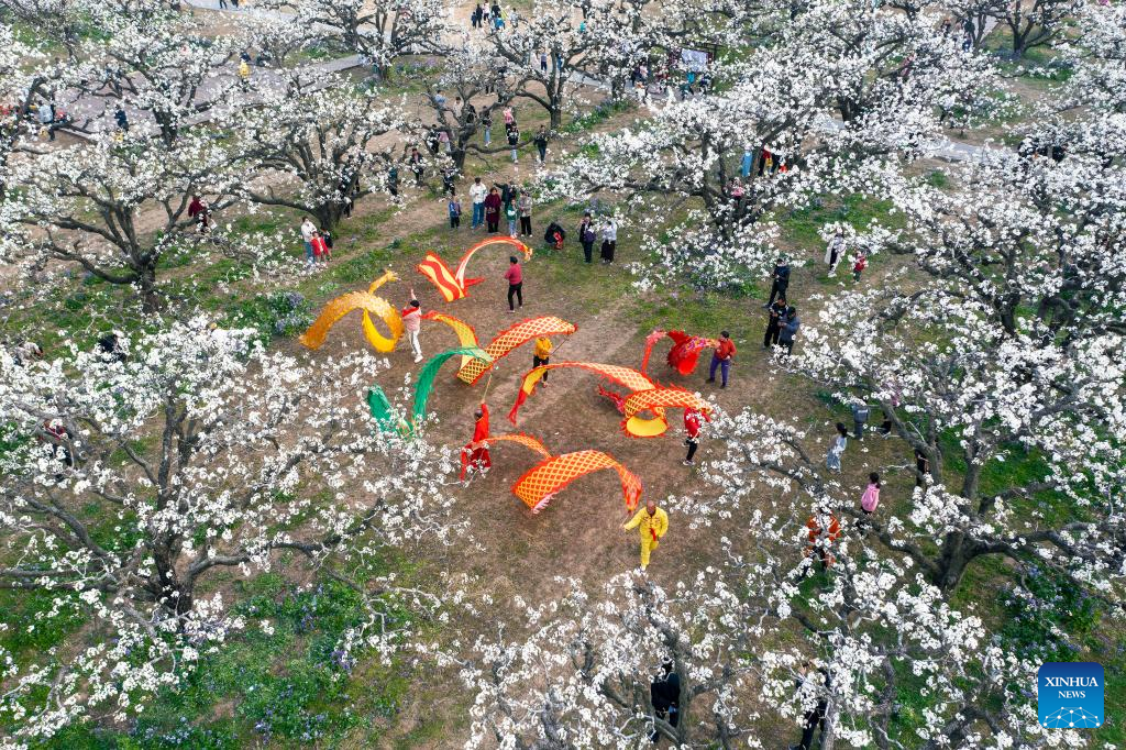 Pear trees enter full bloom in Anhui, E China_中安新闻_中安新闻客户端_中安在线